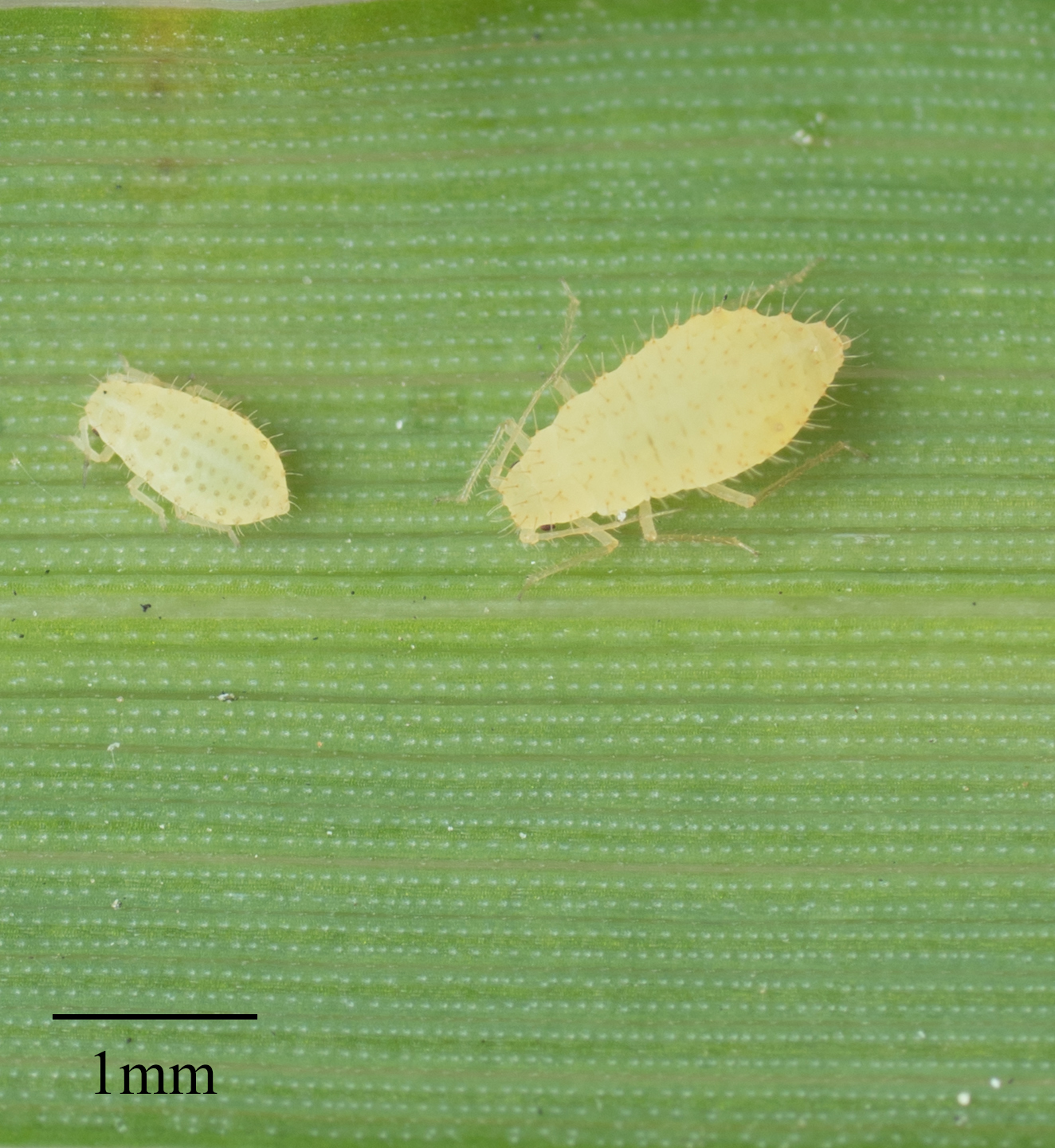 Sipha flava (Forbes, 1885)