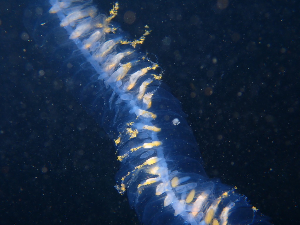 Giant Siphonophore from Iron Mine Bay, British Columbia, Canada on ...