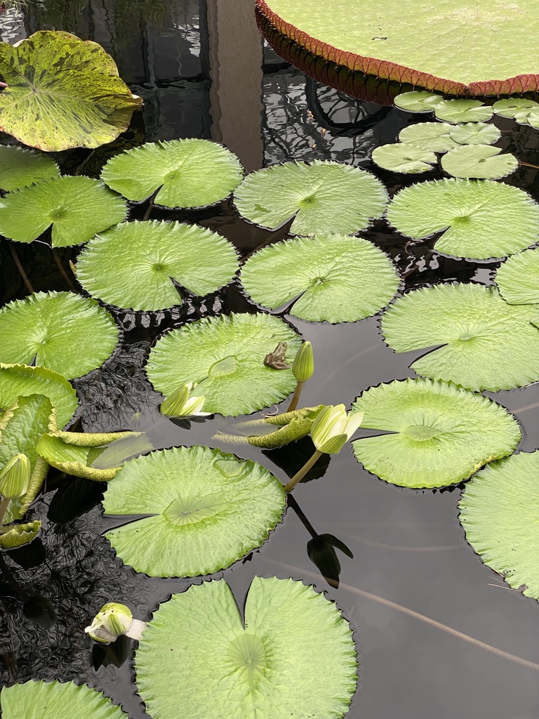 American Bullfrog from Longwood Gardens, Kennett Square, PA, US on ...