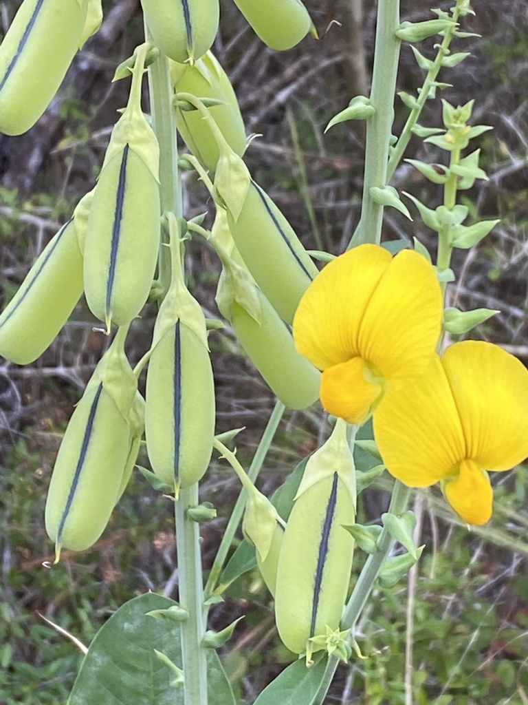 Showy Rattlebox (Crotalaria spectabilis) - Botanical Realm