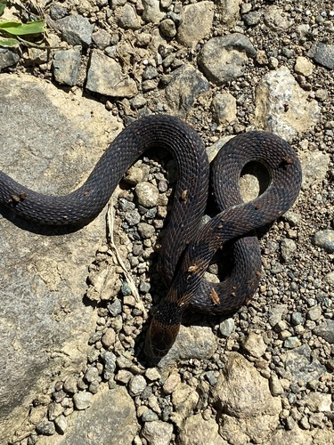 Spotted Coffee Snake (Ninia maculata) - Snakes and Lizards
