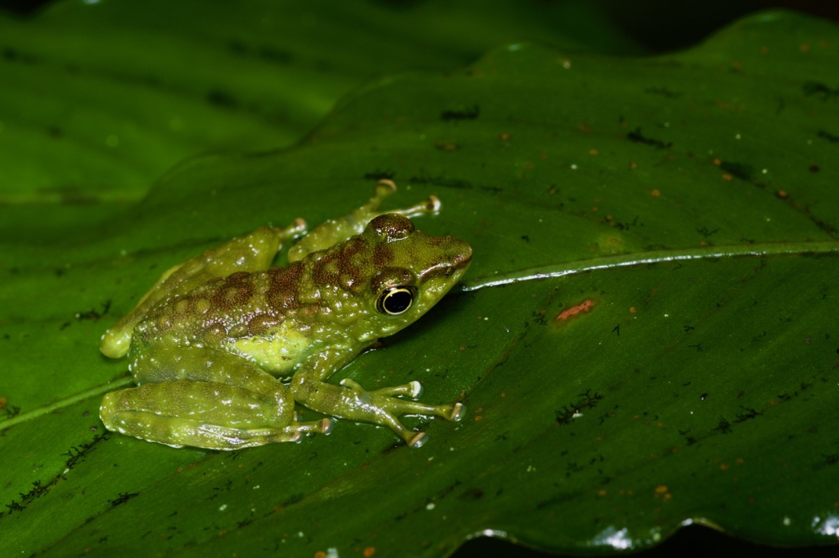 Green Spotted Frog