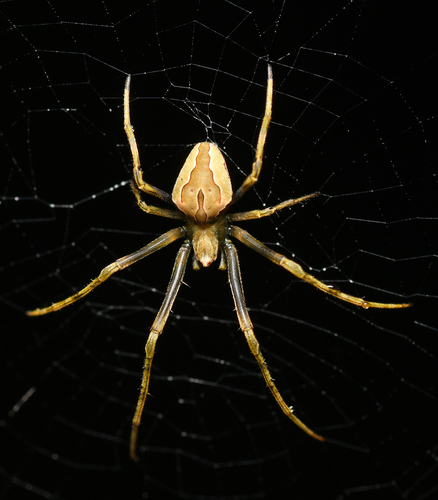 Acacesia tenella · iNaturalist Mexico