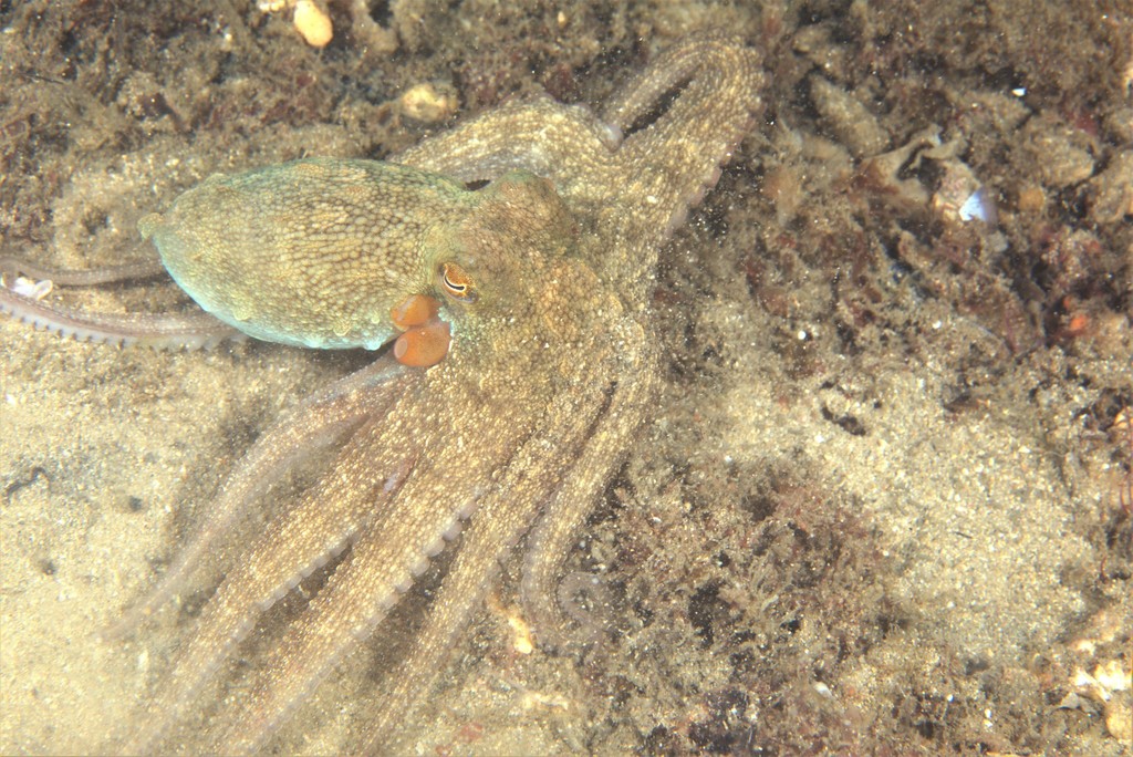 Common Sydney Octopus from Sydney NSW, Australia on October 10, 2021 at ...