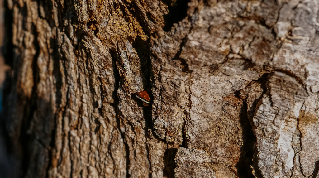 Wiegmann's Striped Gecko from Savaneta, Aruba on March 19, 2016 at 08: ...