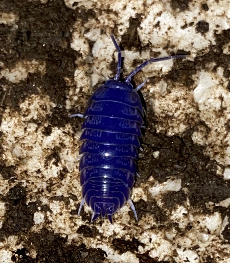 Isopod Iridescent Virus from Kinsley Ave, Richmond, VA on October 7 ...