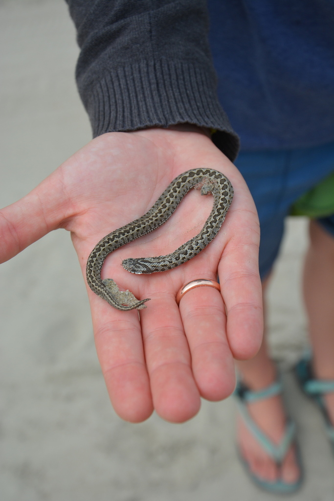 Vipera ursinii moldavica in July 2015 by pokeahontas · iNaturalist