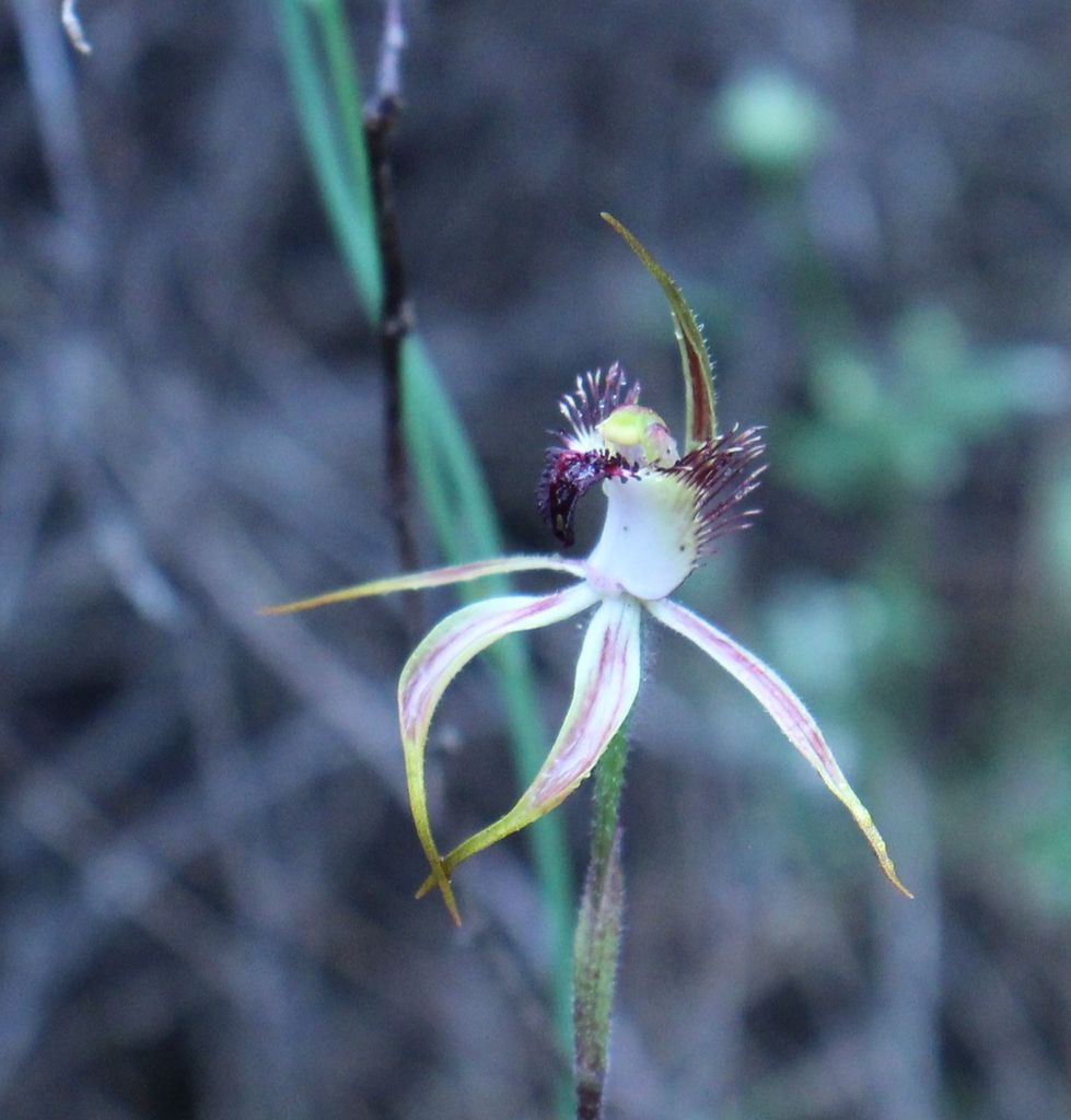 Caladenia graniticola in October 2021 by Em Lamond. known population ...