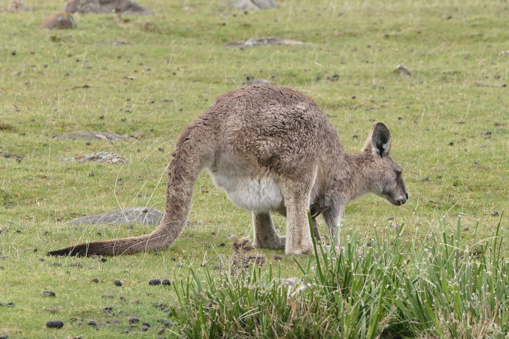 Tasmanian Forester Kangaroo (Macropus giganteus tasmaniensis) - Know ...