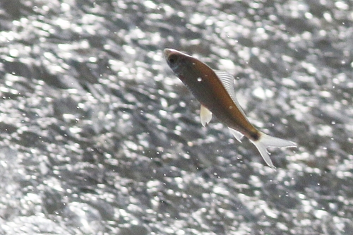 Labiobarbus siamensis · iNaturalist
