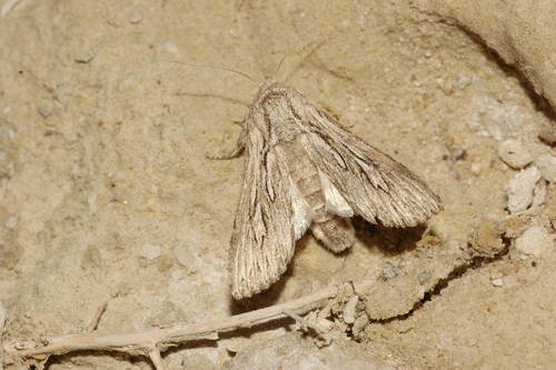 Thargelia distincta · iNaturalist