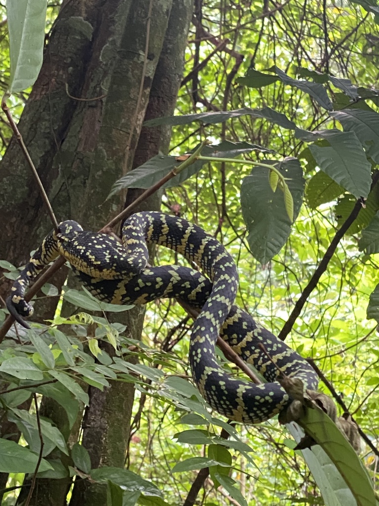 Wagler's Pit Viper from Bukit Timah Nature Reserve, Singapore ...
