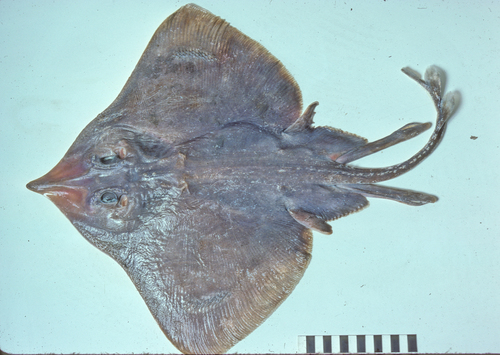 Grey Skate (Dipturus canutus) · iNaturalist United Kingdom