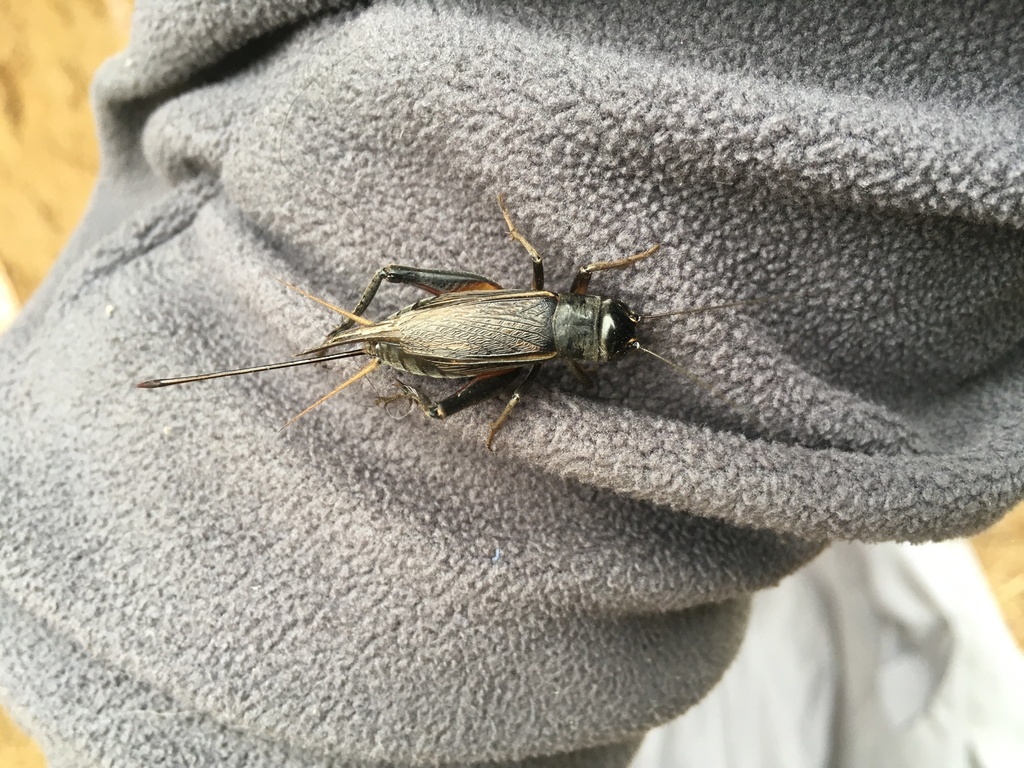 Teleogryllus infernalis from Хасанский р-н, Приморский край, Россия on ...
