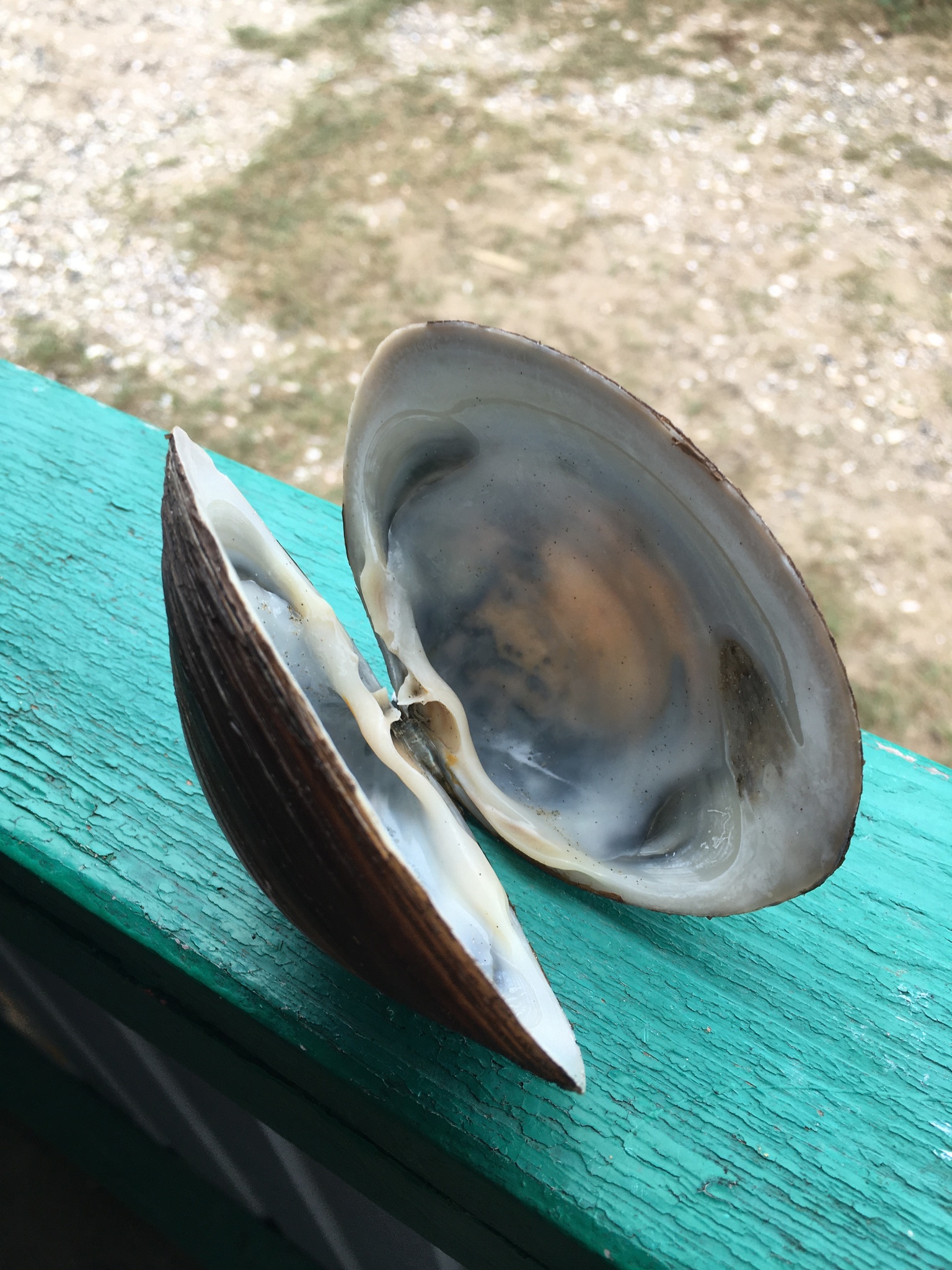 Spisula sachalinensis (Schrenck, 1862)