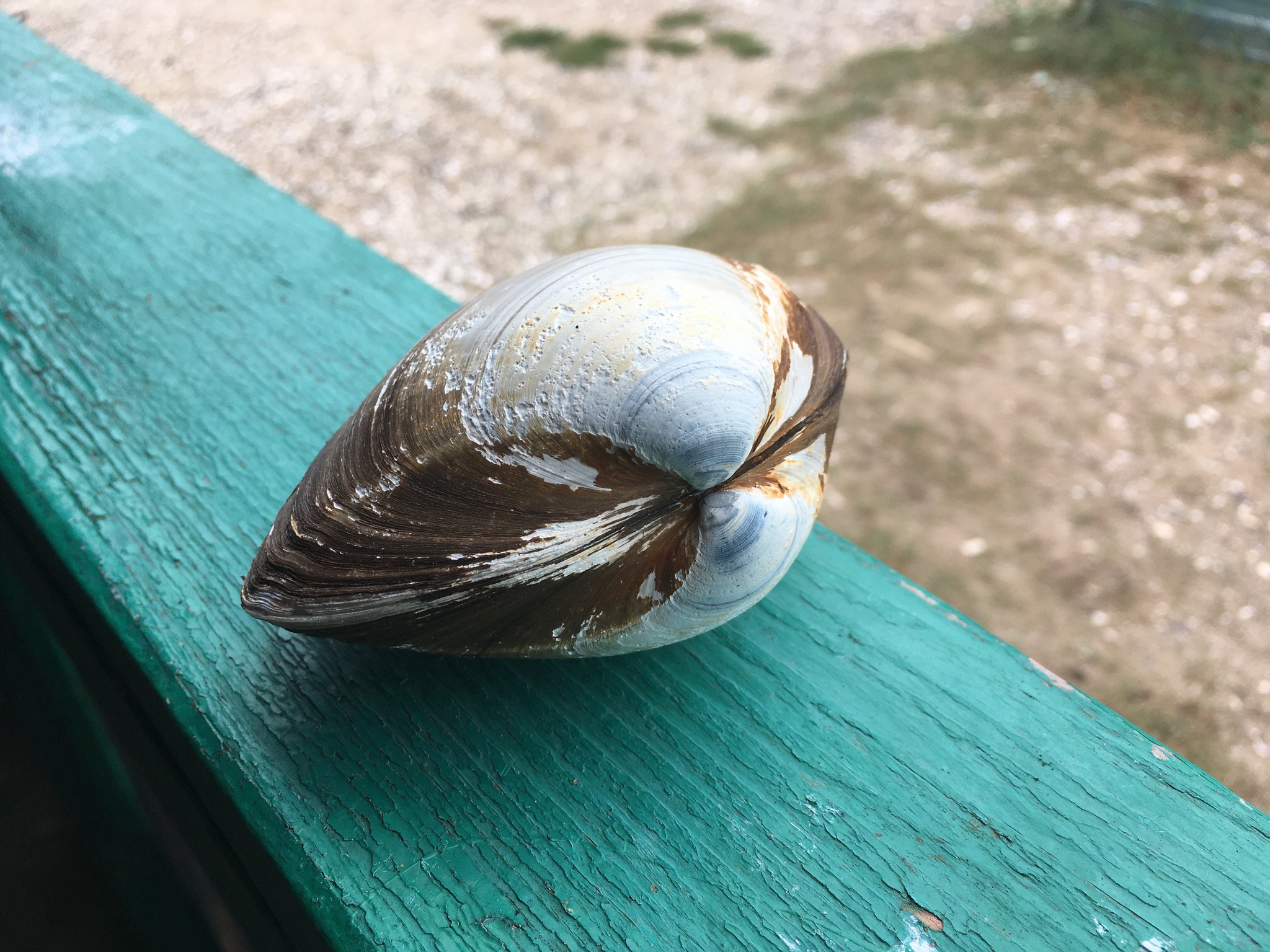 Spisula sachalinensis (Schrenck, 1862)