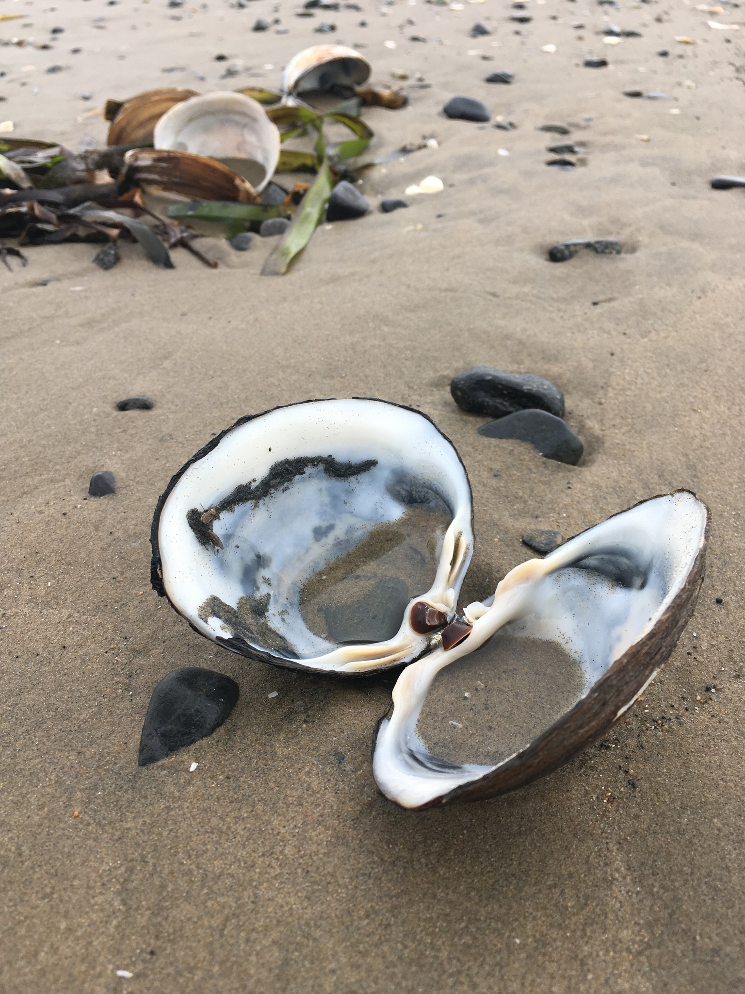 Spisula sachalinensis (Schrenck, 1862)