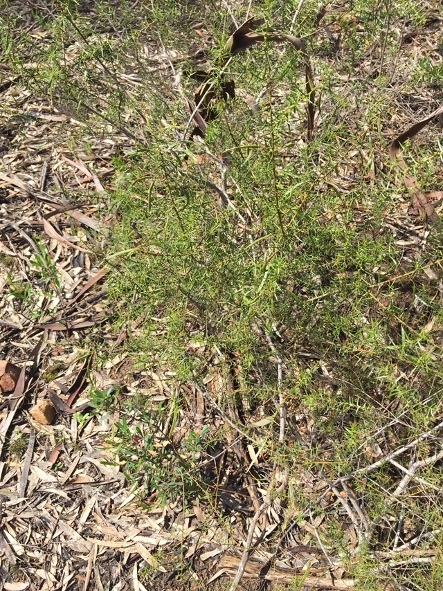 rock wattle from Mount Arapiles - Tooan State Park, Arapiles, VIC, AU ...