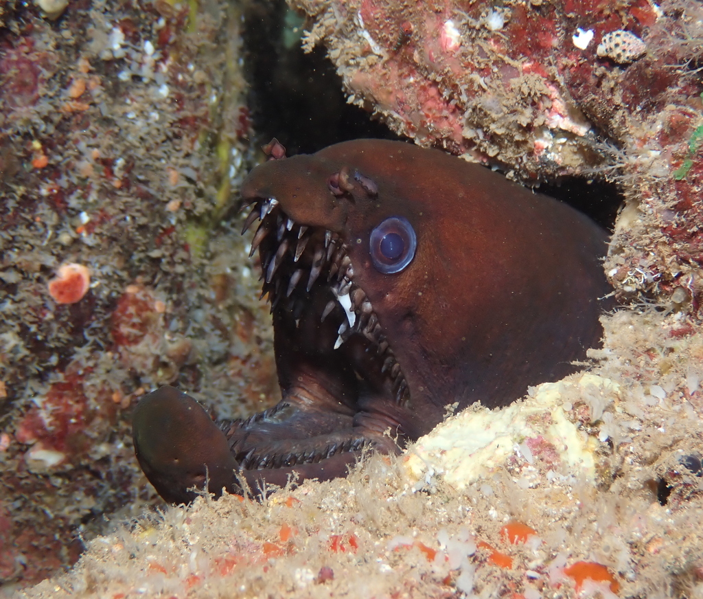 Viper moray (Enchelynassa canina) - Marine Life Identification