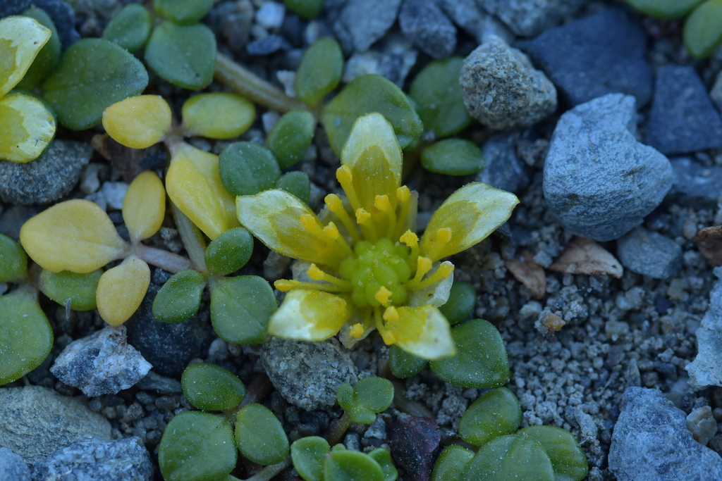 Sand buttercup from Ōwhiro Bay, Wellington, New Zealand on October 10 ...