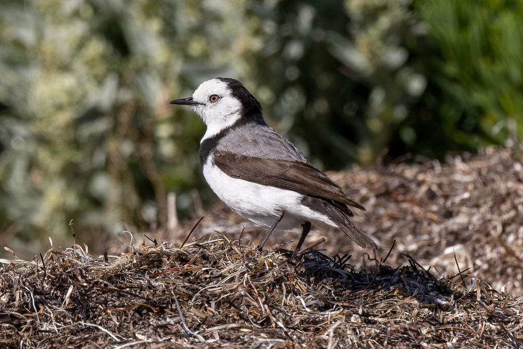 White-fronted Chat (Birds of Mornington Peninsula) · iNaturalist