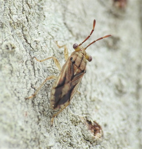 Australocoris fuscomaculatus · iNaturalist