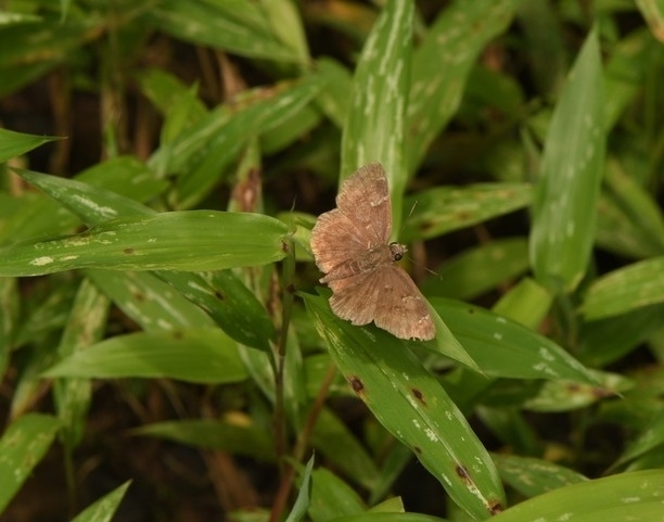 Common Small Flat from Tamhini, Maharashtra, India on October 10, 2021 ...