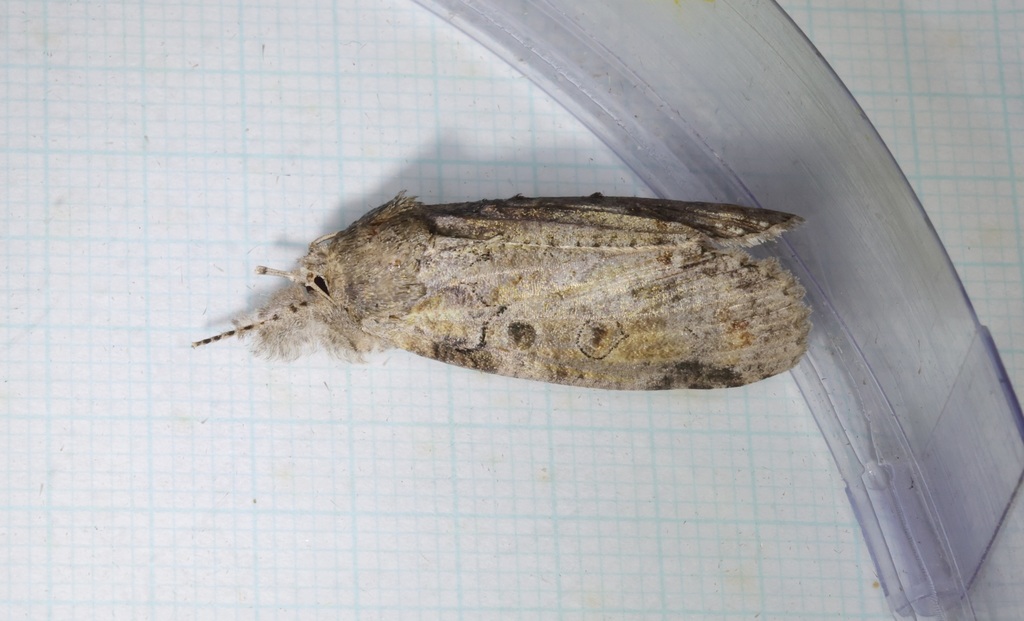 Gadirtha fusca from Devil's peak on October 11, 2021 at 07:52 PM by sk2 ...