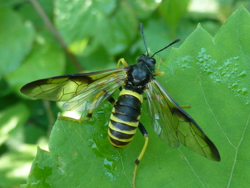 Leptocimbex allantiformis · iNaturalist