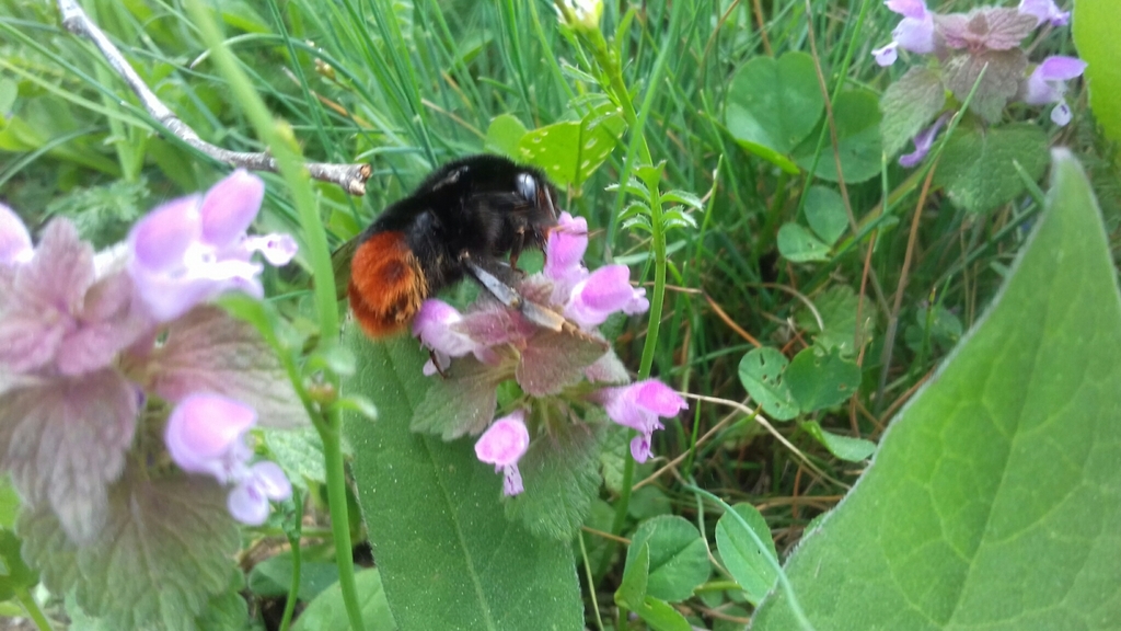 Red-tailed Bumble Bee from Mala Reka, Serbia on April 25, 2018 at 02:23 ...