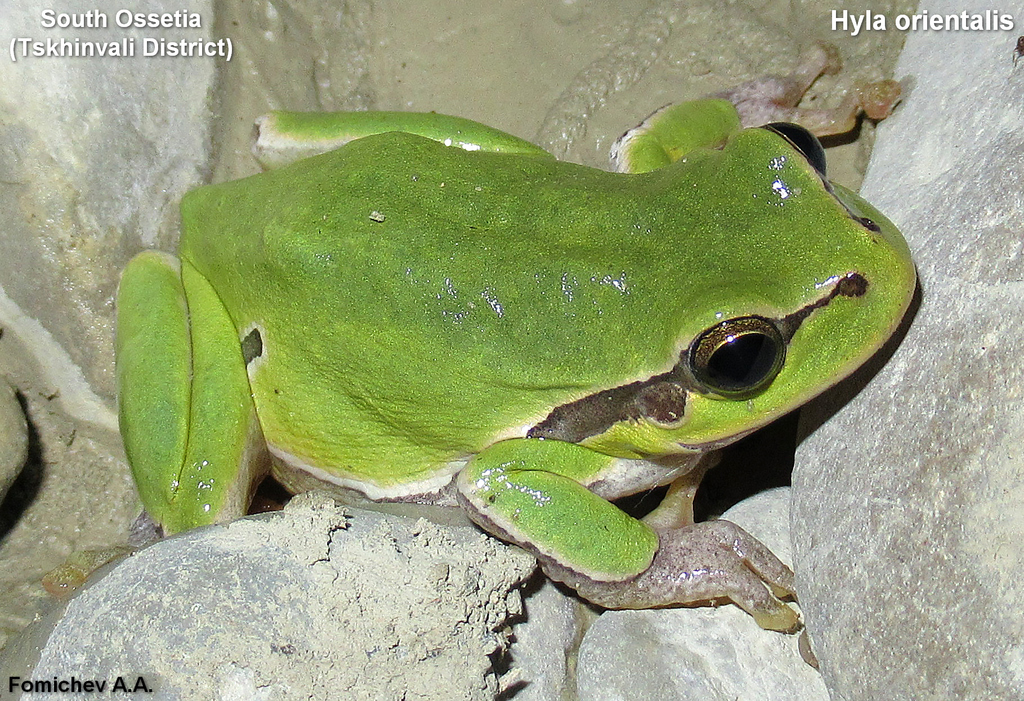 Eastern Tree Frog from South Ossetia, Tskhinvali District, Grom Village ...