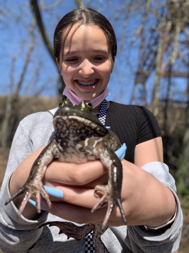 American Bullfrog on April 8, 2021 at 11:33 AM by planetmoyer · iNaturalist