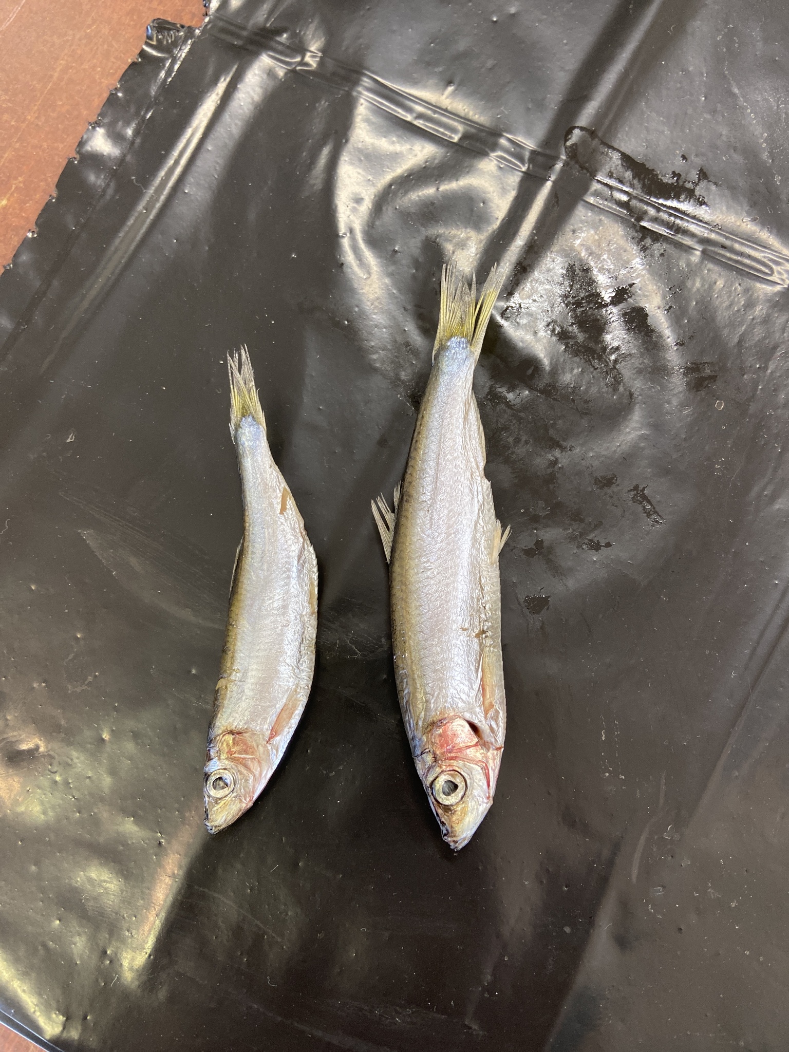 Sprattus sprattus (Linnaeus, 1758)