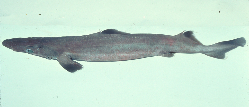 Longsnout Dogfish (Deania quadrispinosa) - Marine Life Identification