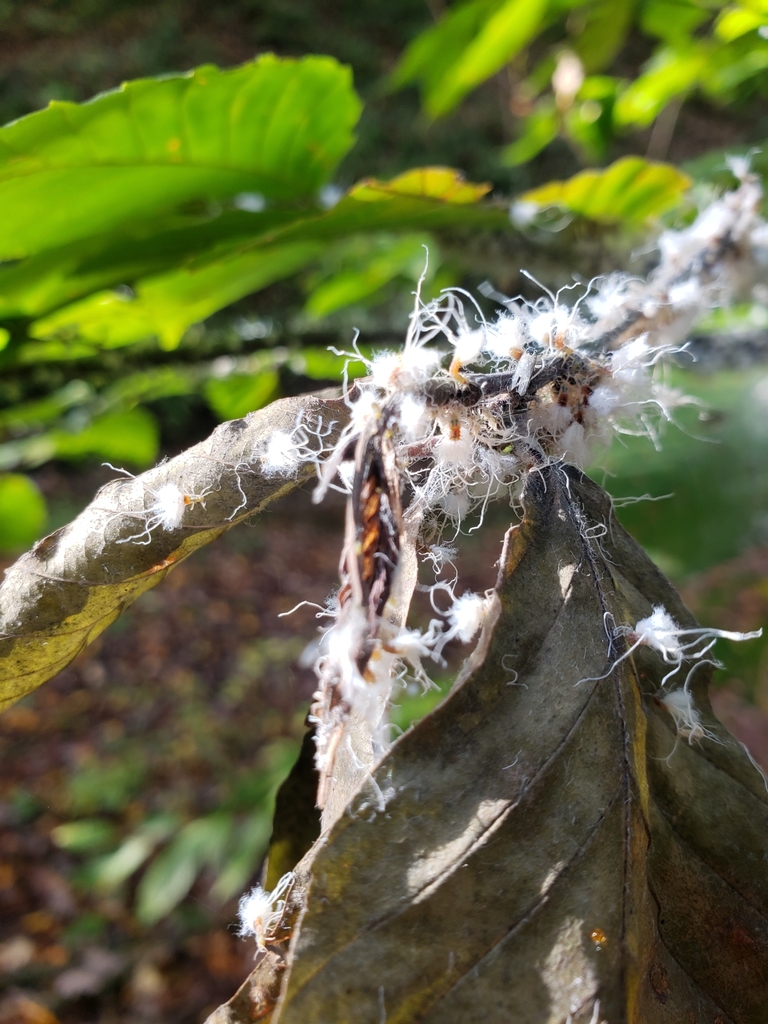 Woolly Aphids and Gall-making Aphids from Orchard Park, NY, USA on ...