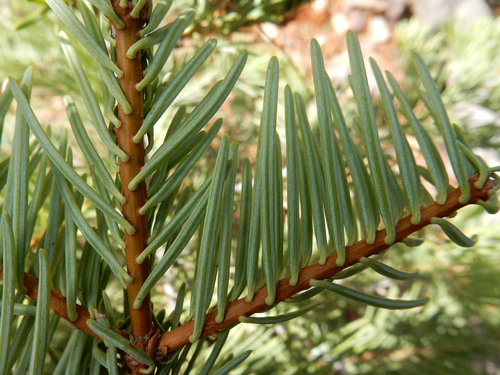 white fir (Plants of Jackson Lake State Park) · iNaturalist