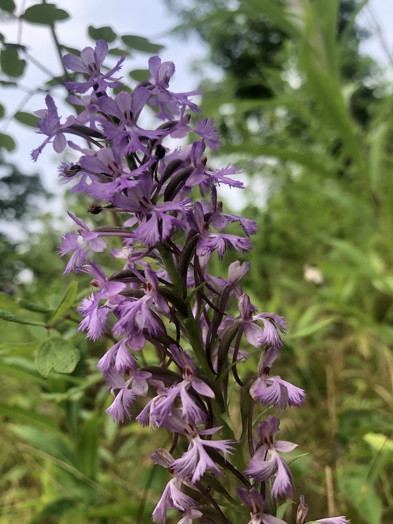 Lesser Purple Fringed Orchid in July 2021 by Alexandra Touloupas ...