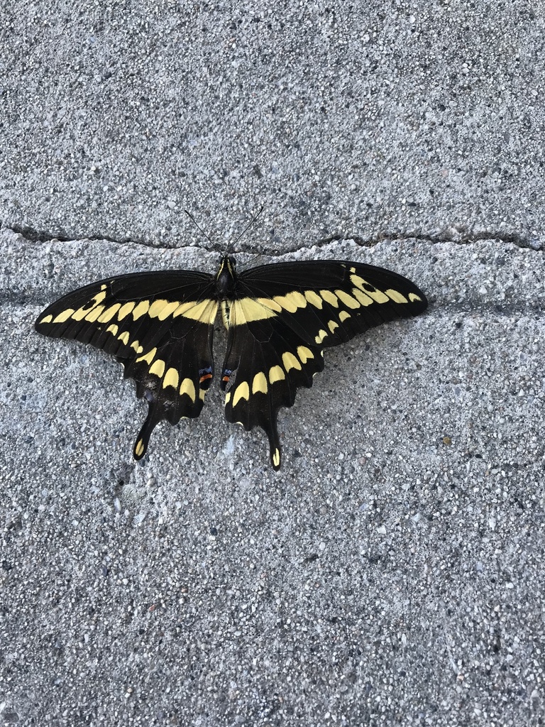 Western Giant Swallowtail from Beckford Charter, Los Angeles, CA, US on ...