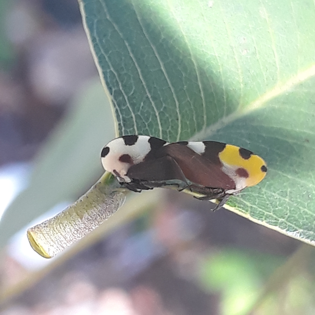 Mexican Treehopper from Juan Rulfo Tecnica 23 on October 12, 2021 at 02 ...
