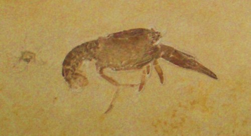 Glypheoid Lobsters (Infraorder Glypheidea) · iNaturalist