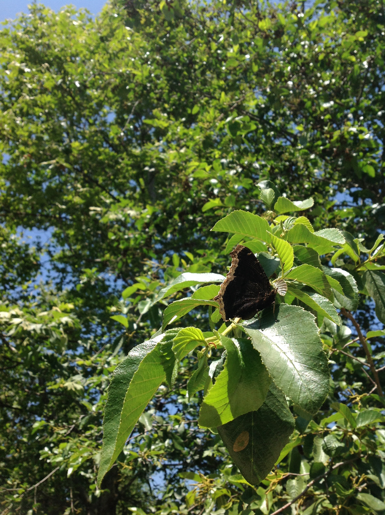 Mourning Cloak from Natural History Museum of Los Angeles, Los Angeles ...