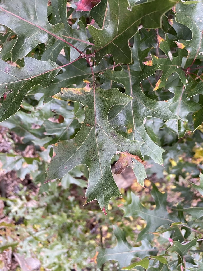 scarlet oak from East Schodack, NY, US on October 9, 2021 at 05:57 PM ...