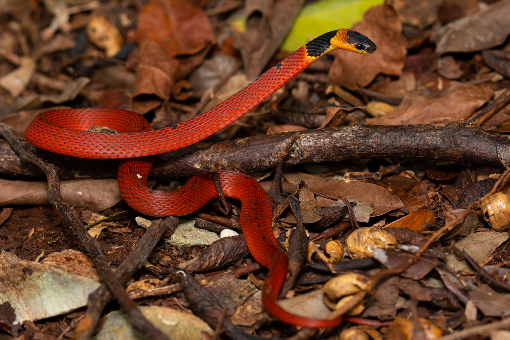 Culebra de cafetal espalda roja (Guía de Serpientes en Honduras ...