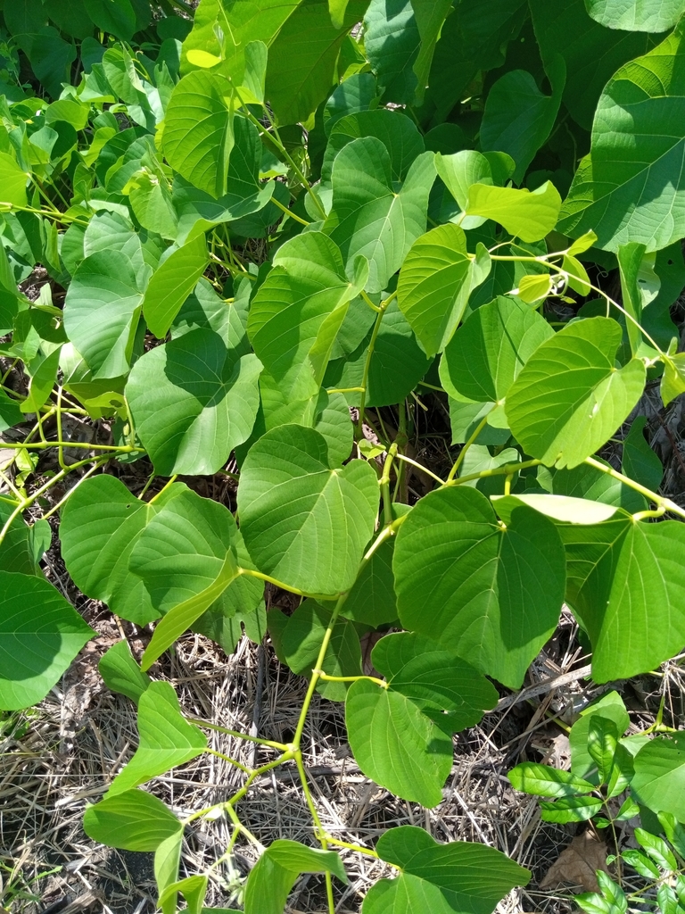 Treebine from Tori-Bossito, Bénin on October 12, 2021 at 01:03 PM by ...