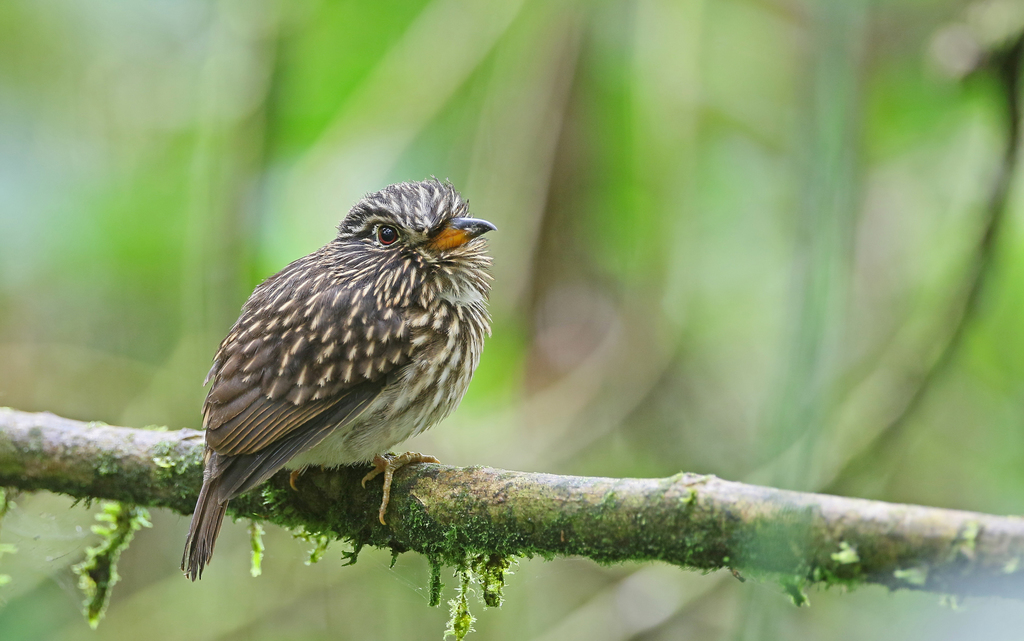 White-chested Puffbird (Birds of Loreto, Peru) · iNaturalist