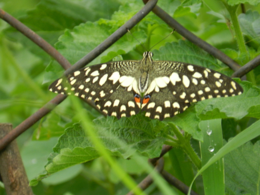 Lime Swallowtail from ICRISAT-Patancheru Research Station, Hyderabad ...
