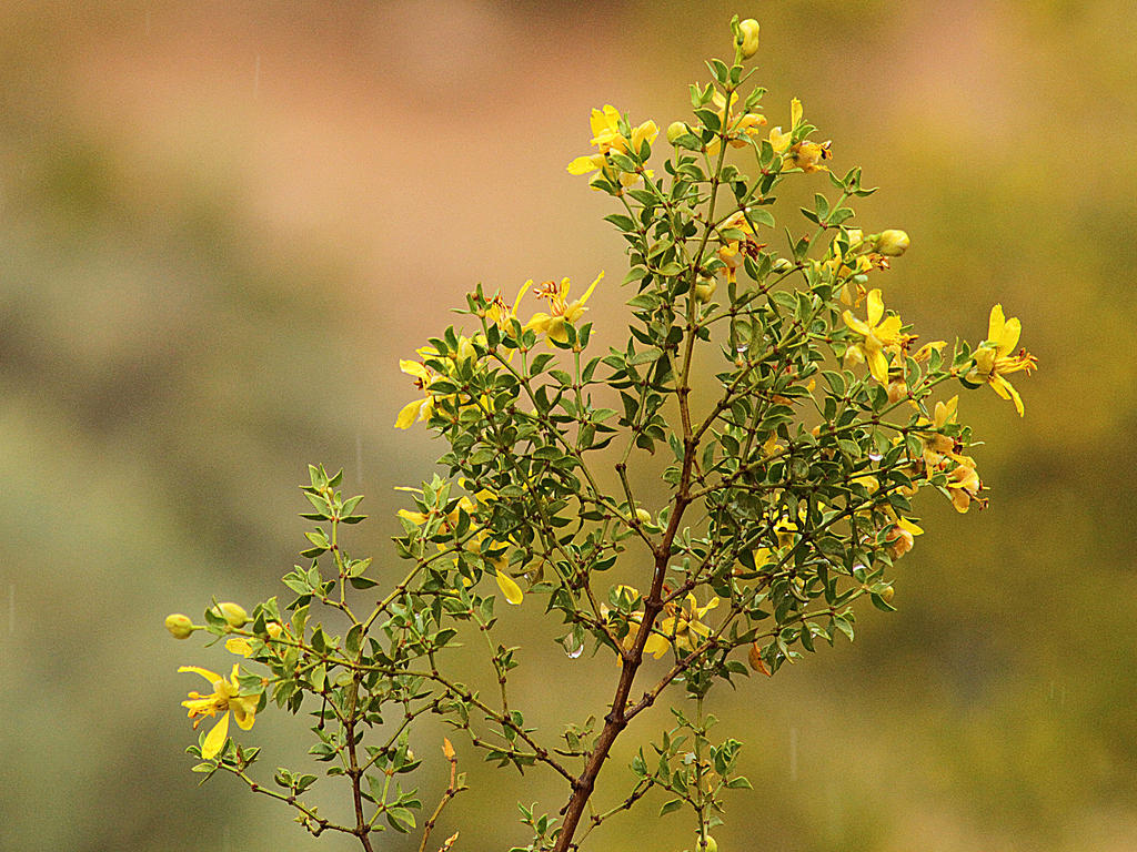 Creosote Bush (Larrea tridentata) - Botanical Realm