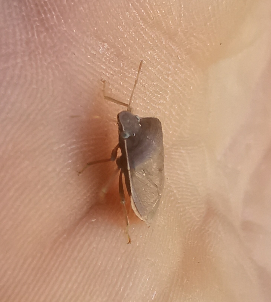 Acrosternum heegeri (Madeira True Bugs) · iNaturalist