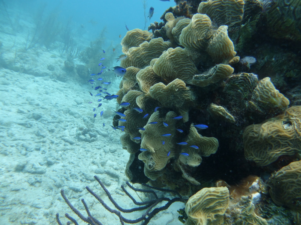 Blue Chromis (Azurina cyanea) - Marine Life Identification