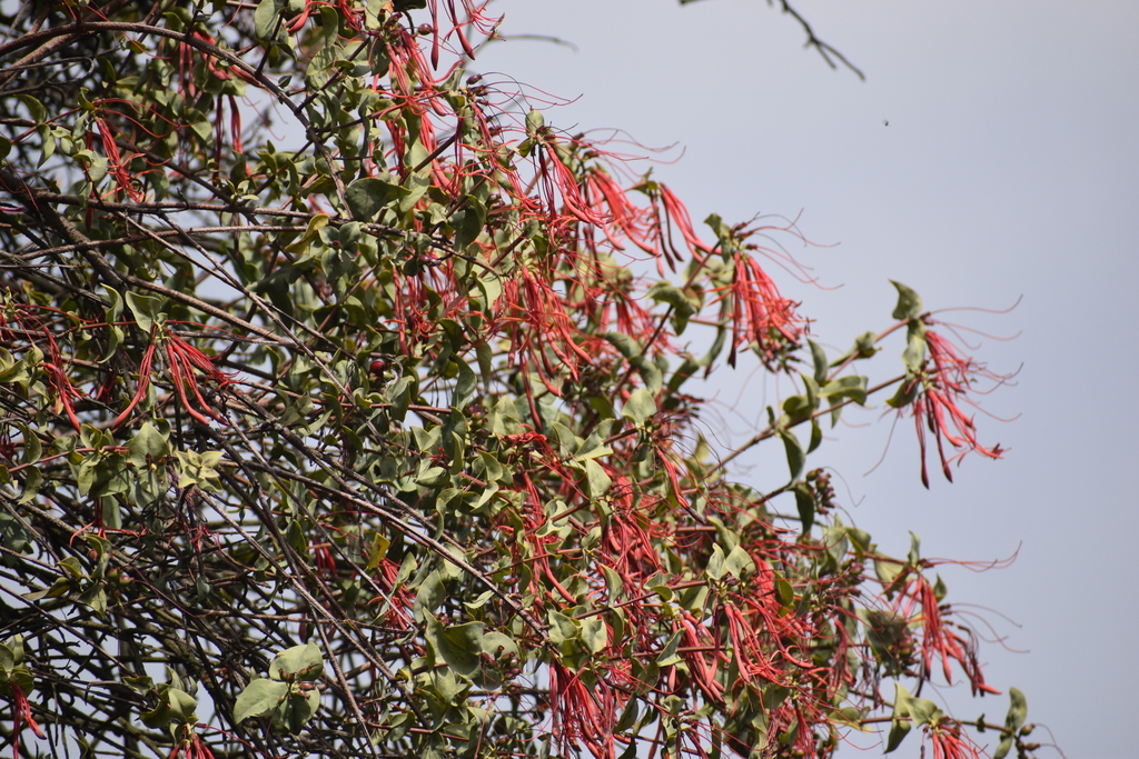 (Tristerix peruvianus) - Botanical Realm